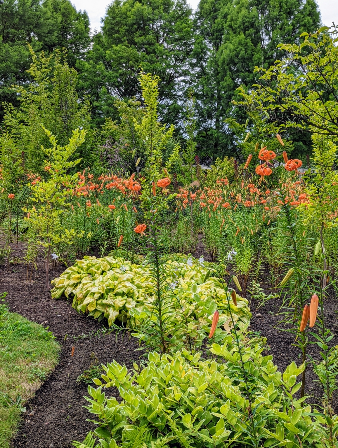 My Thriving Stewartia Garden in Summer - The Martha Stewart Blog