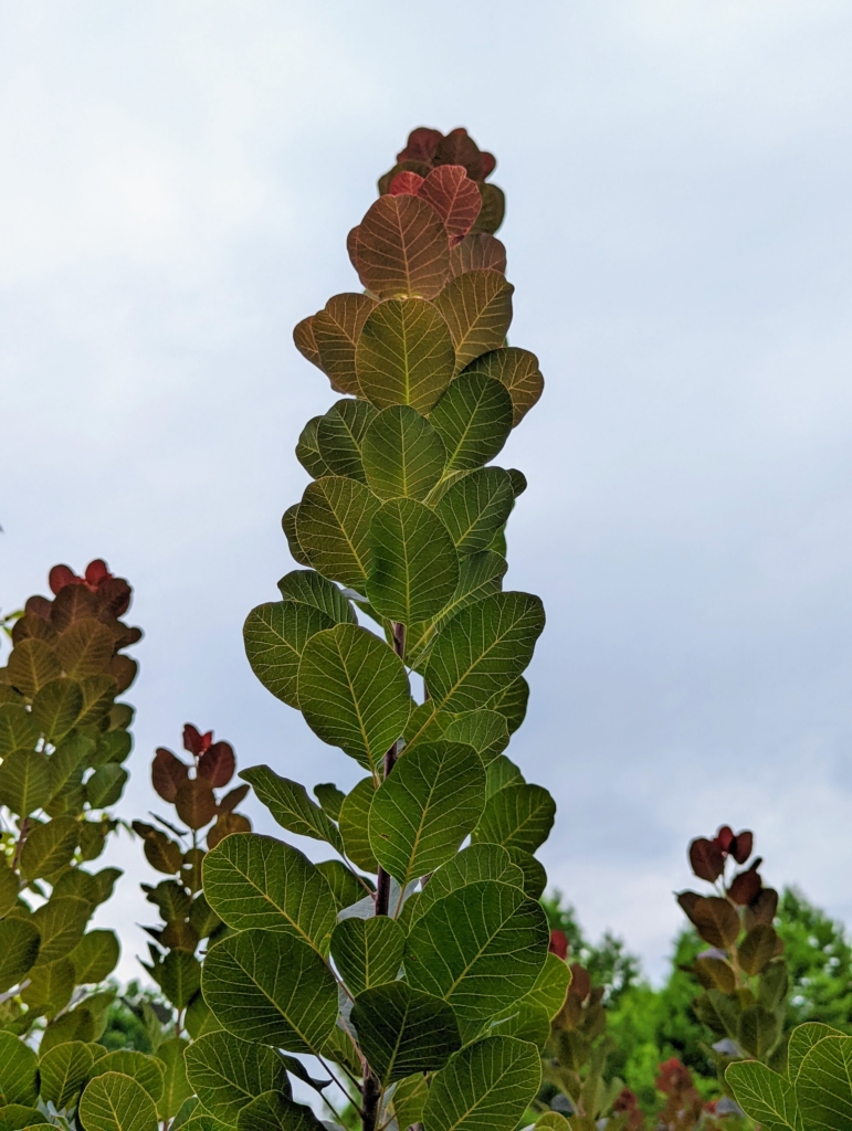 My Thriving Stewartia Garden in Summer - The Martha Stewart Blog
