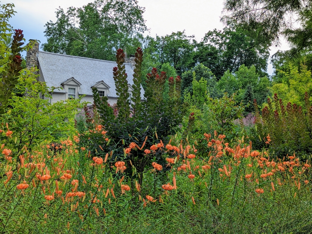 My Thriving Stewartia Garden in Summer - The Martha Stewart Blog