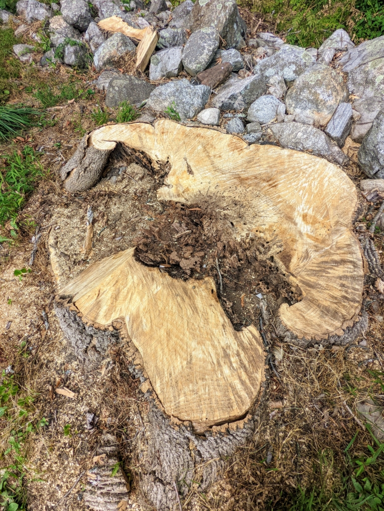 Cutting Down an Ash Tree at the Farm - The Martha Stewart Blog