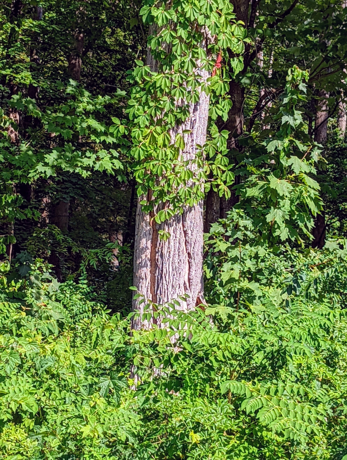 Cutting Down an Ash Tree at the Farm - The Martha Stewart Blog