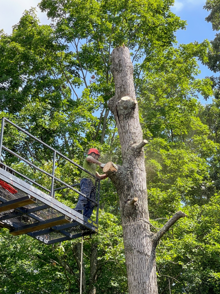 Cutting Down an Ash Tree at the Farm - The Martha Stewart Blog