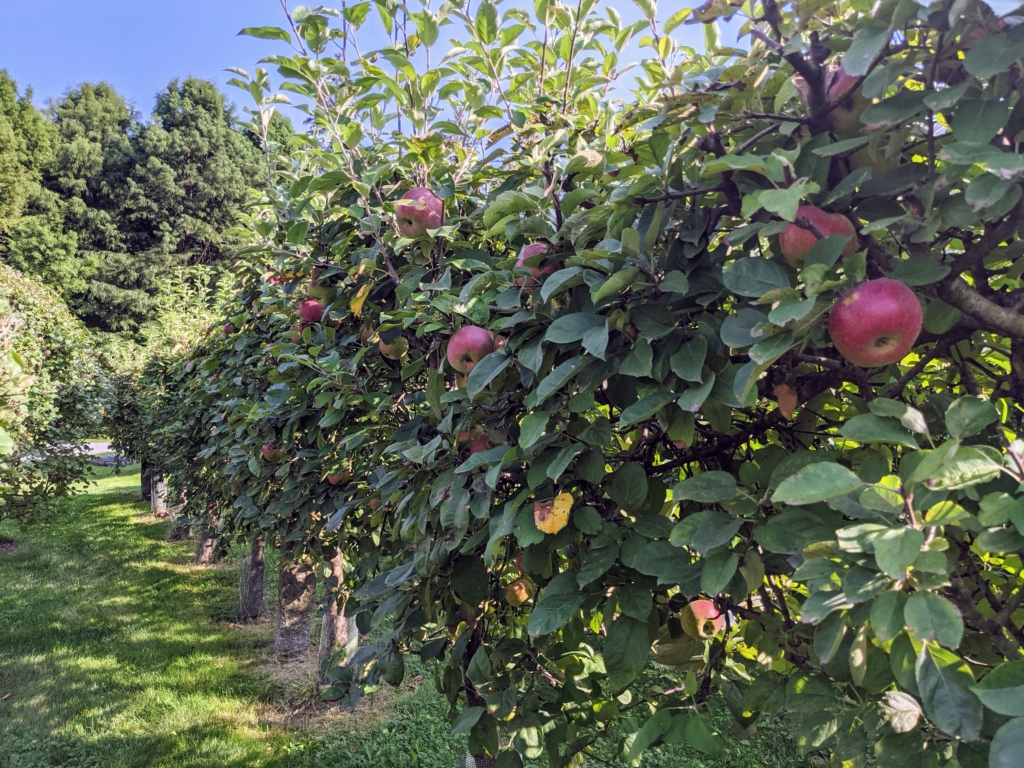 Keeping Up with the Gardens - The Martha Stewart Blog