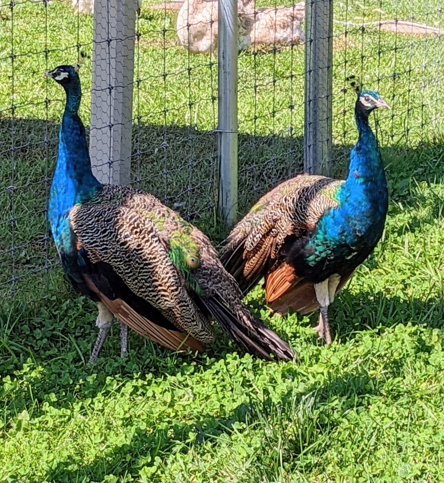 My Ostentation of Peafowl, Safe and Sound - The Martha Stewart Blog
