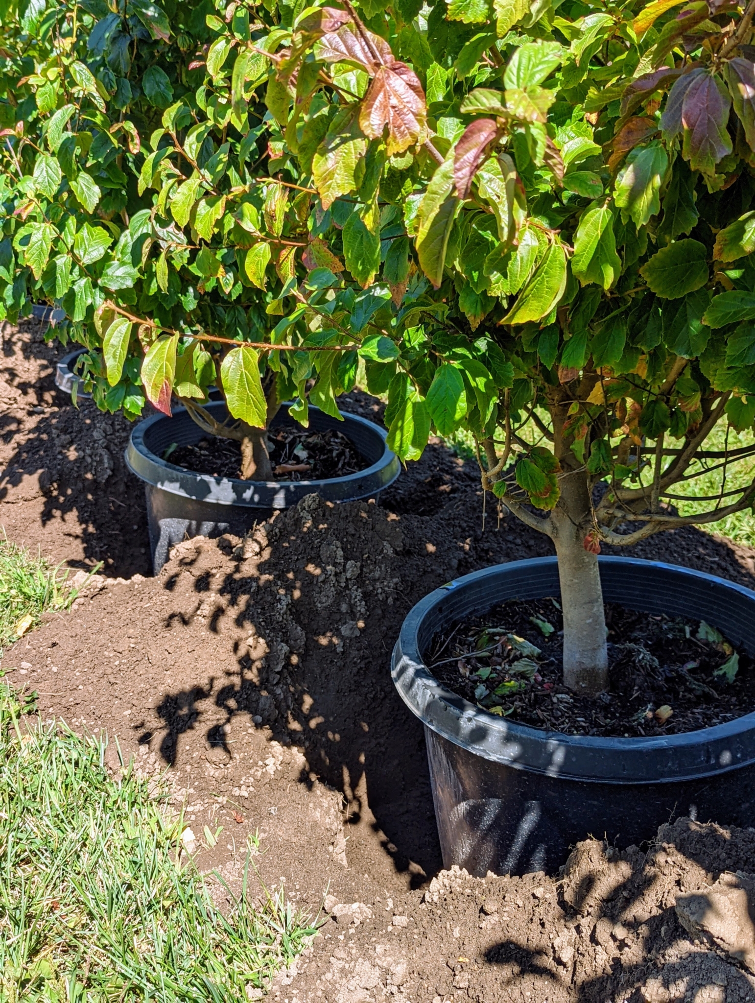 My Growing Garden Maze - The Martha Stewart Blog