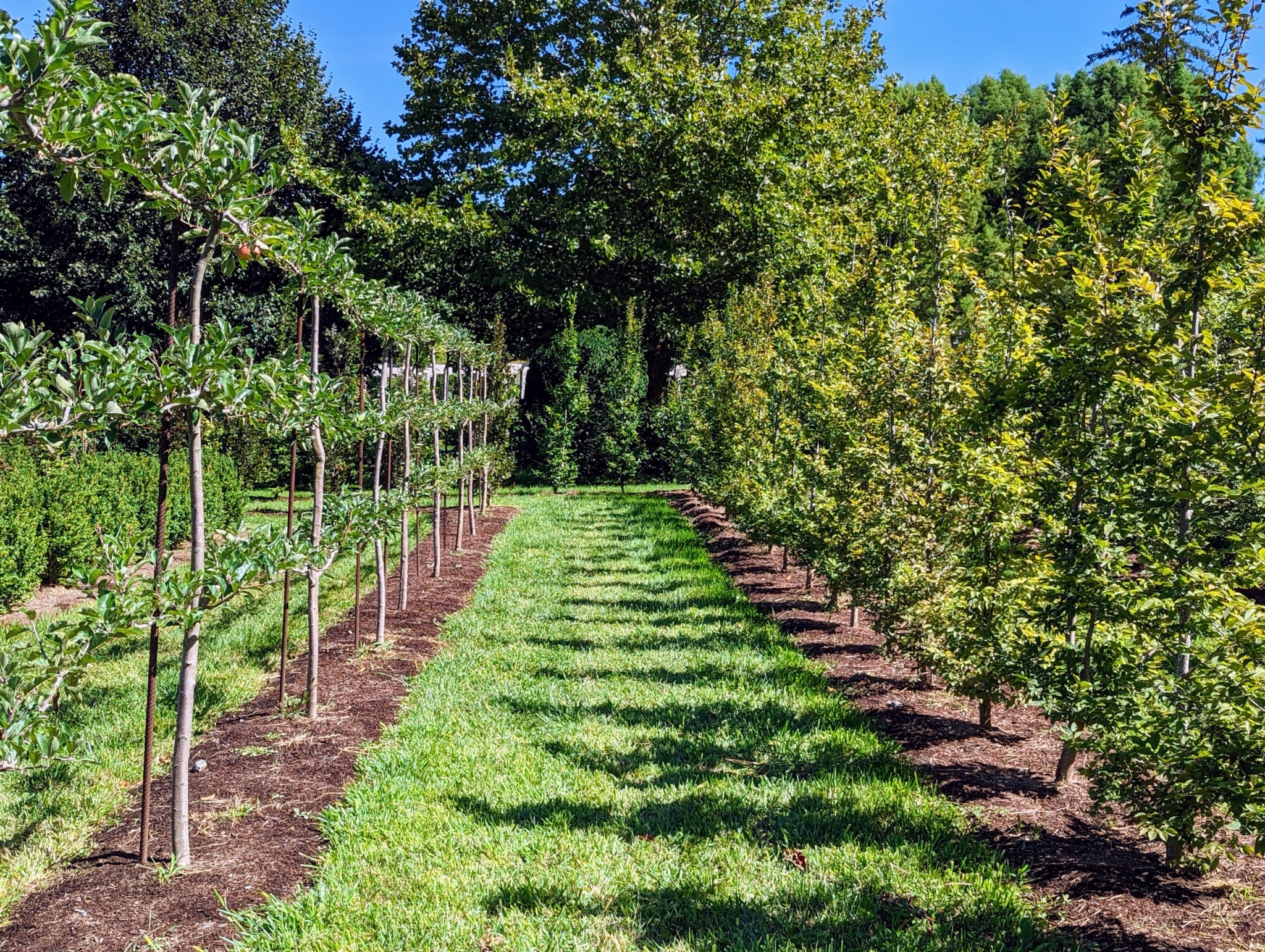 My Growing Garden Maze - The Martha Stewart Blog