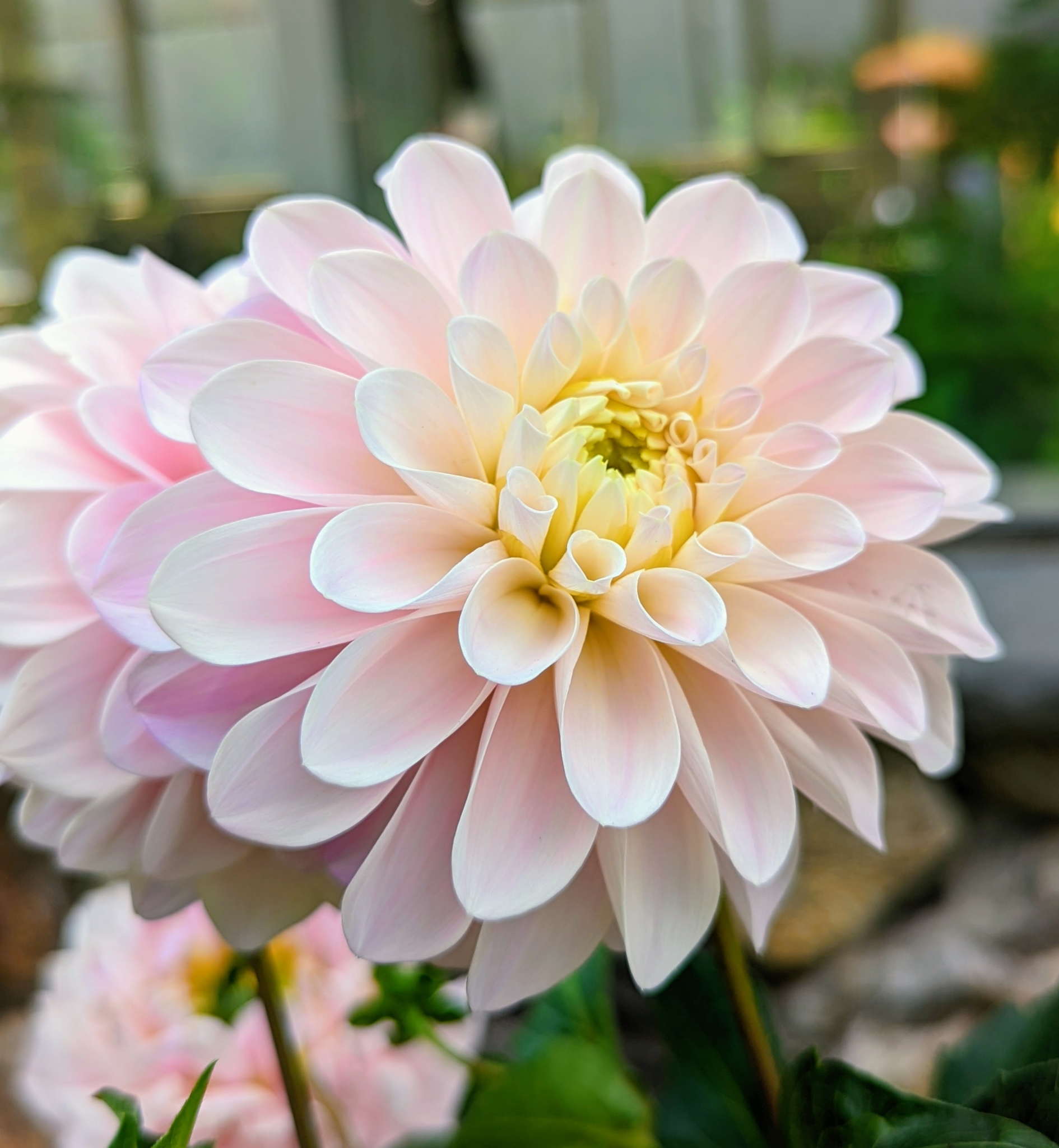 More Beautiful Dahlia Blooms in My Garden - The Martha Stewart Blog