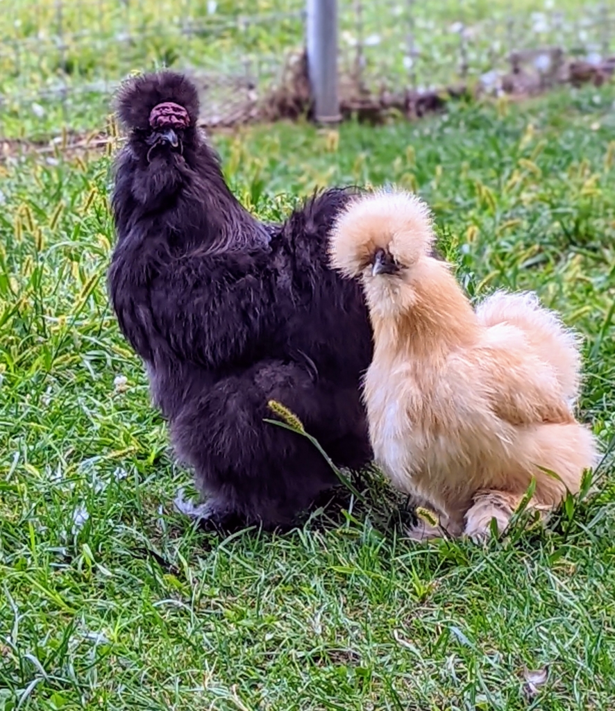 The Martha Stewart Blog : Blog Archive My Silkie Chickens are Growing ...
