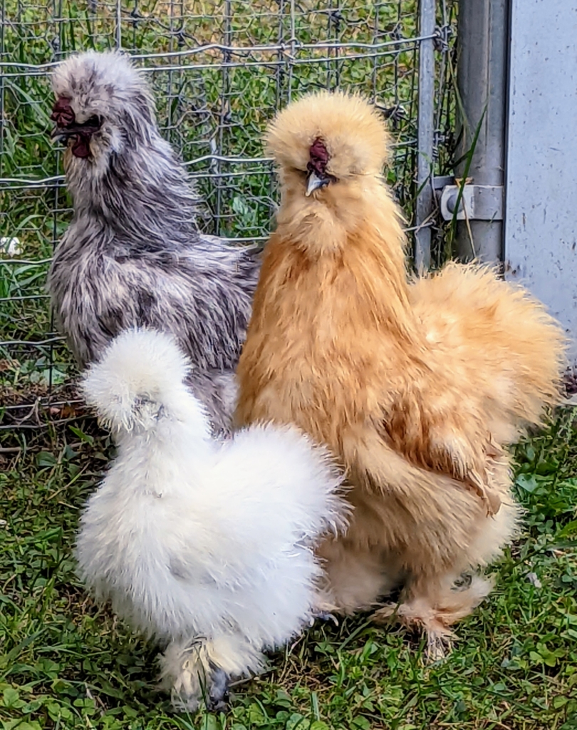 My Silkie Chickens are Growing Fast - The Martha Stewart Blog