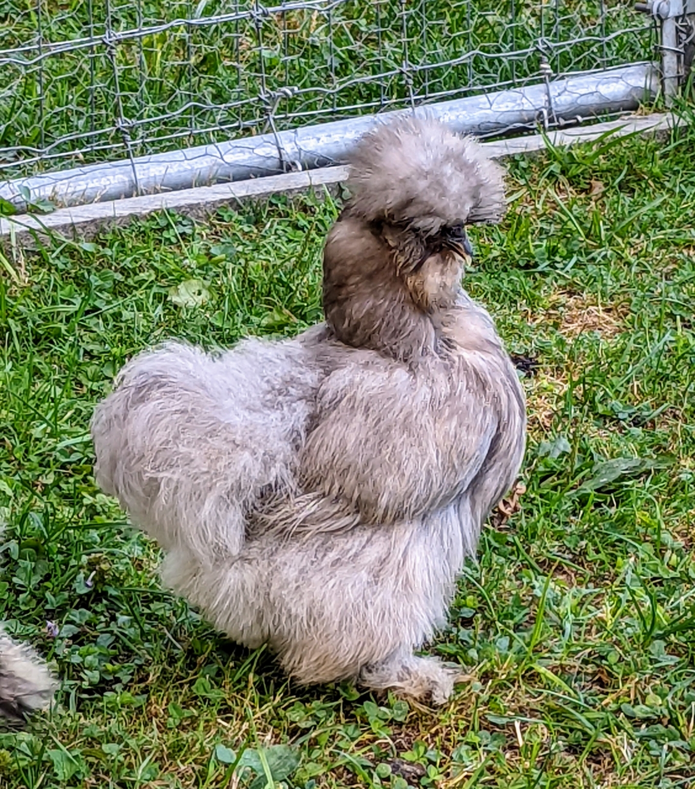 My Silkie Chickens are Growing Fast - The Martha Stewart Blog