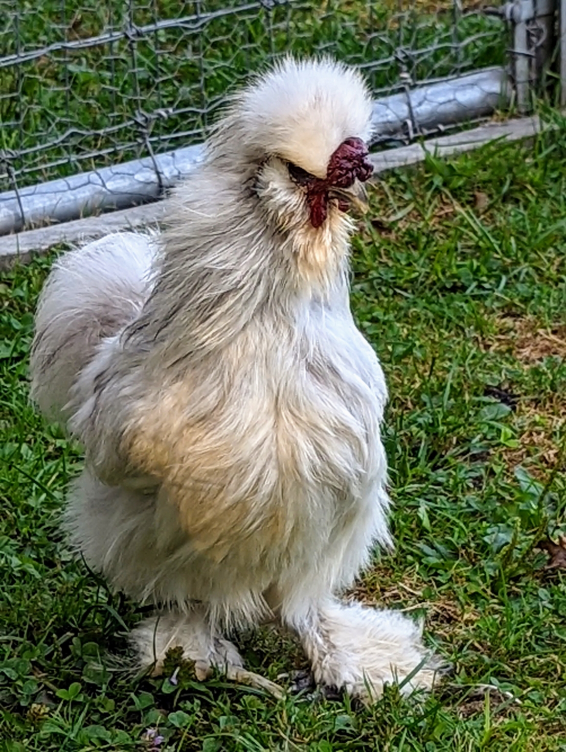 My Silkie Chickens are Growing Fast - The Martha Stewart Blog