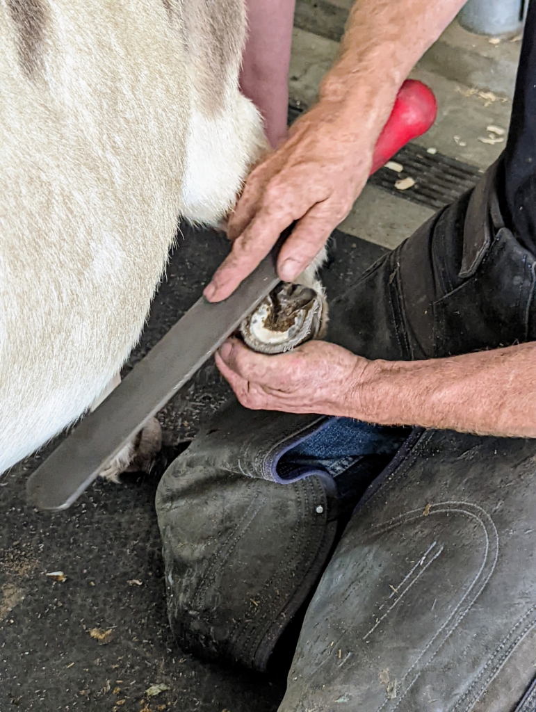 Time for My Donkeys to Get Their Hooves Trimmed - The Martha Stewart Blog