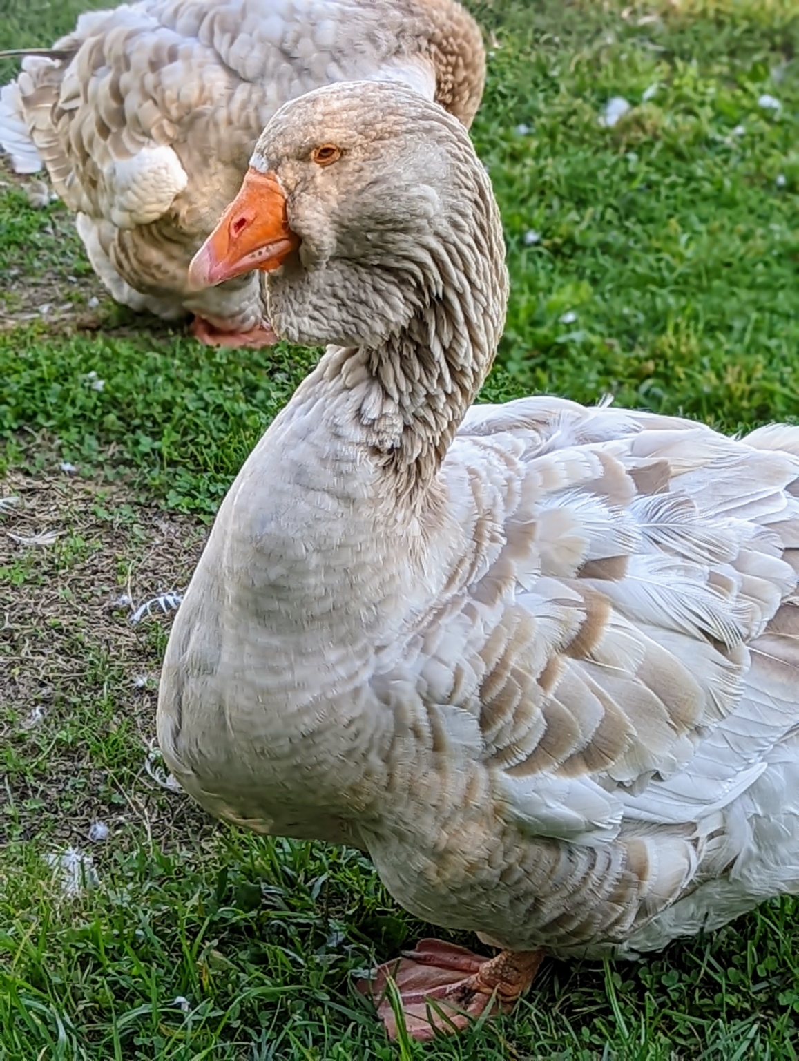 Visiting My Gaggle of Geese - The Martha Stewart Blog