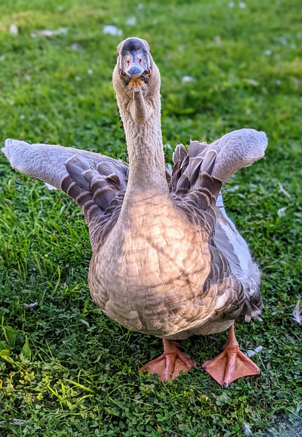 Visiting My Gaggle of Geese - The Martha Stewart Blog