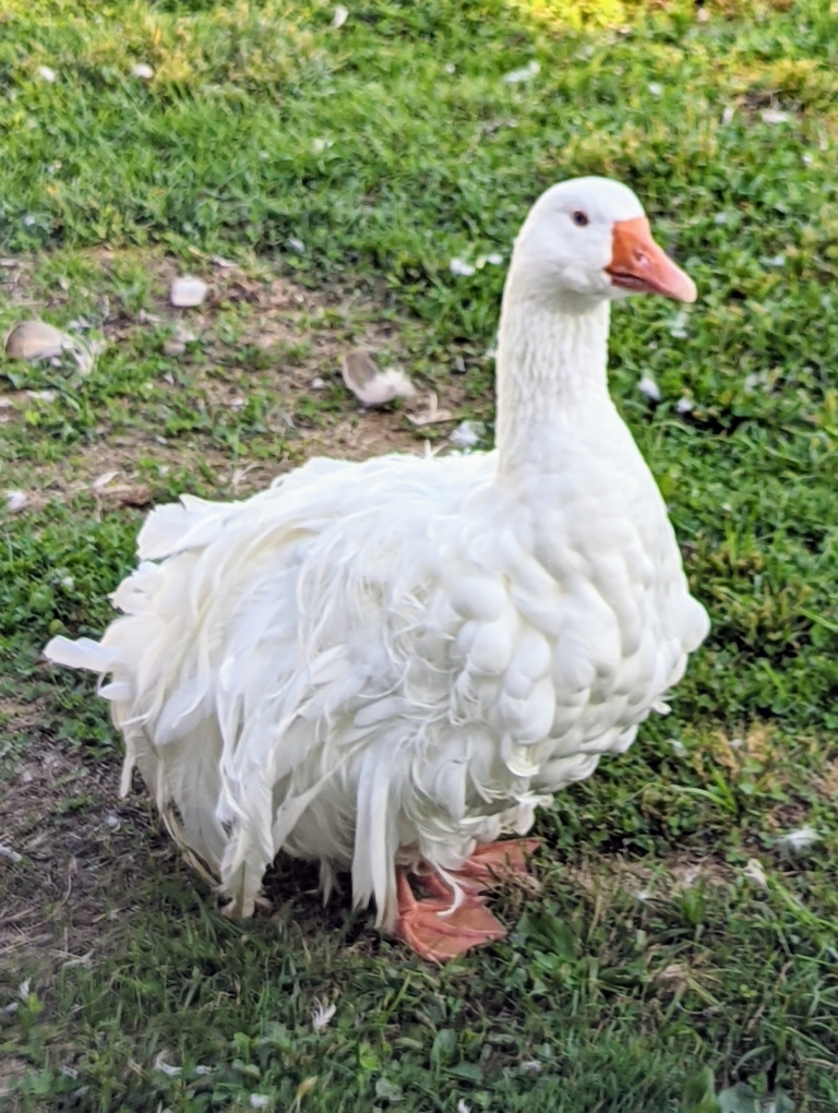 Visiting My Gaggle of Geese - The Martha Stewart Blog