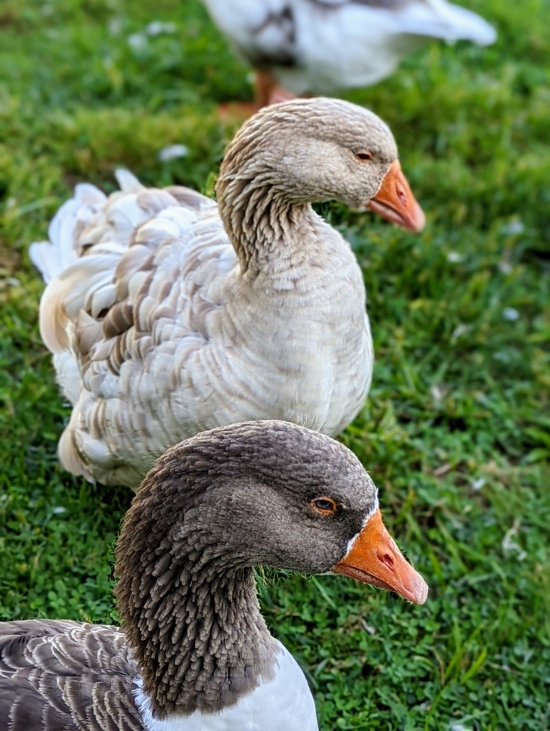 Visiting My Gaggle of Geese - The Martha Stewart Blog