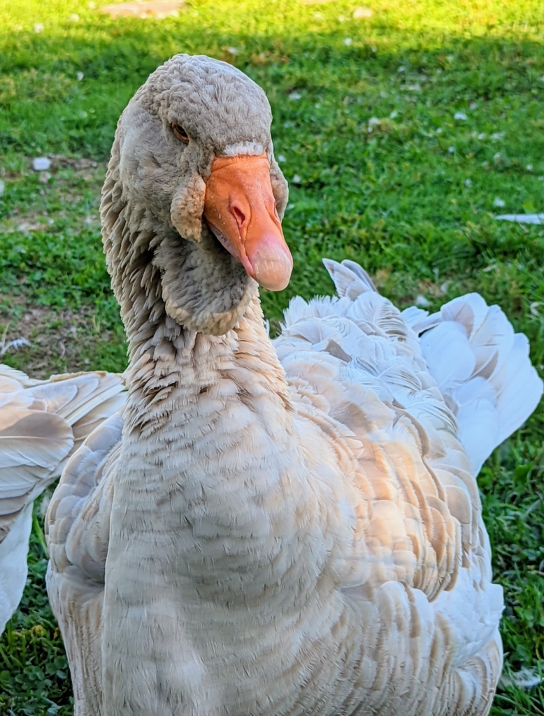 Visiting My Gaggle of Geese - The Martha Stewart Blog