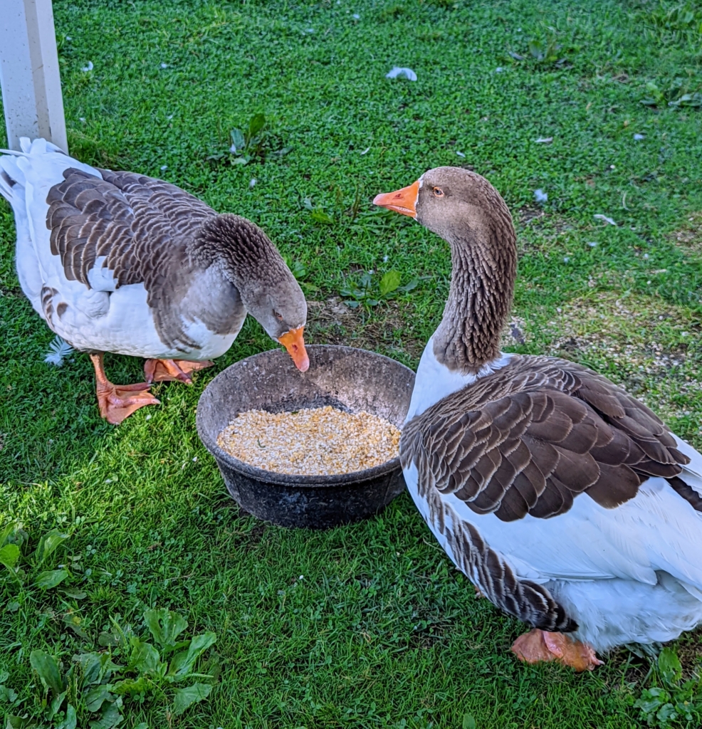 Visiting My Gaggle of Geese - The Martha Stewart Blog