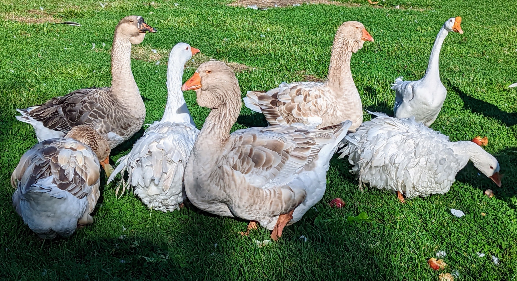 Visiting My Gaggle of Geese - The Martha Stewart Blog