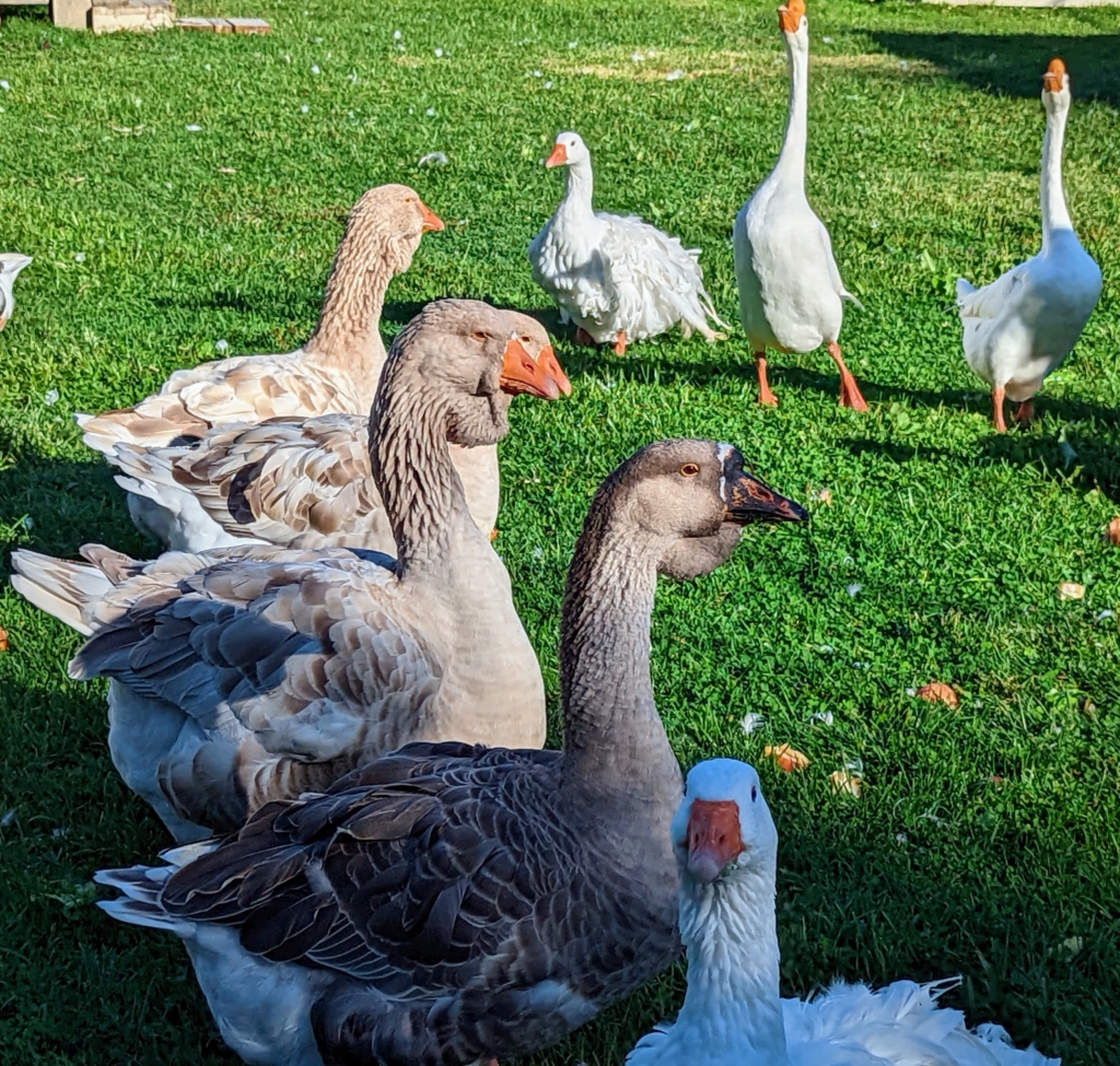 Visiting My Gaggle of Geese - The Martha Stewart Blog