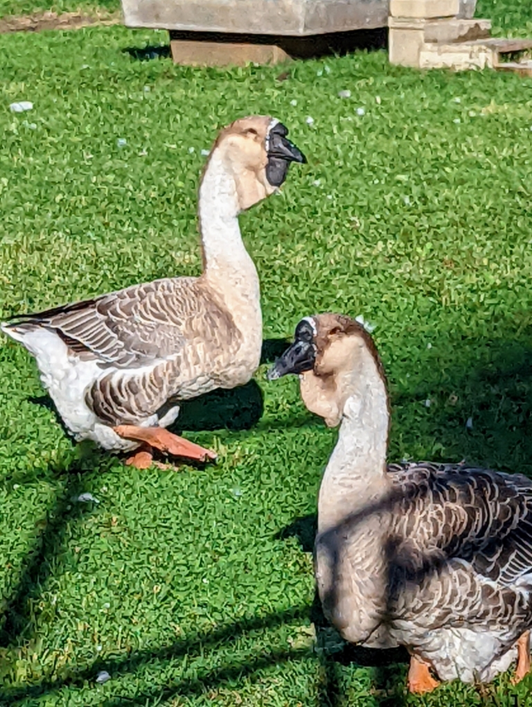 Visiting My Gaggle of Geese - The Martha Stewart Blog