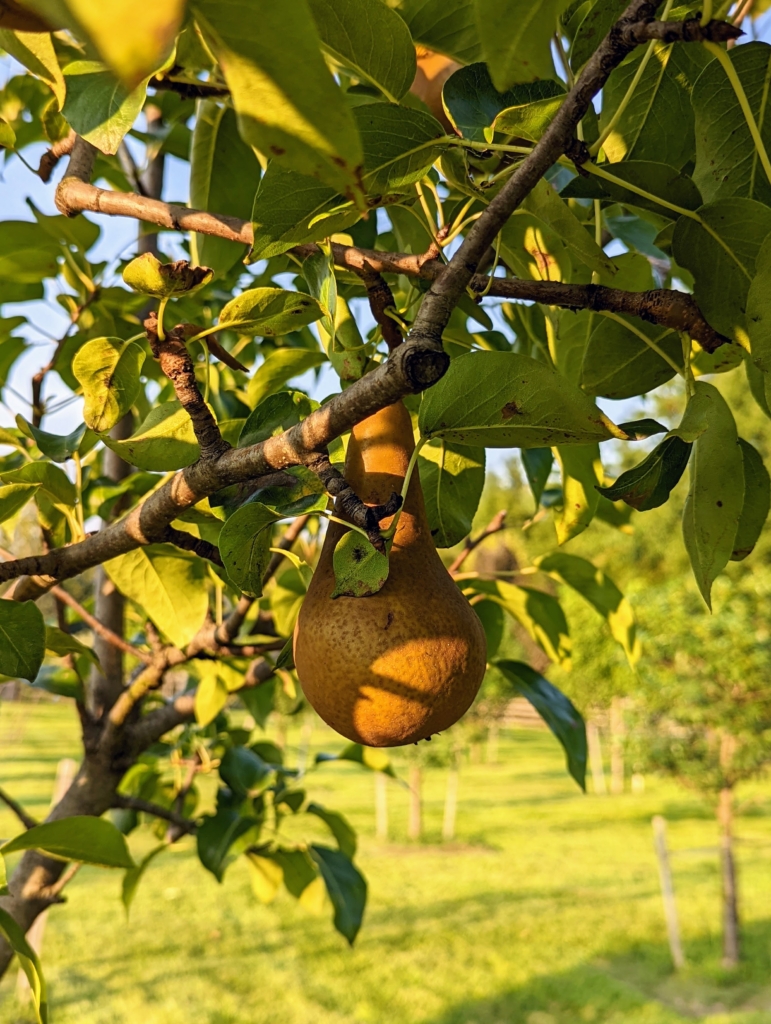 Keeping Up with the Gardens - The Martha Stewart Blog