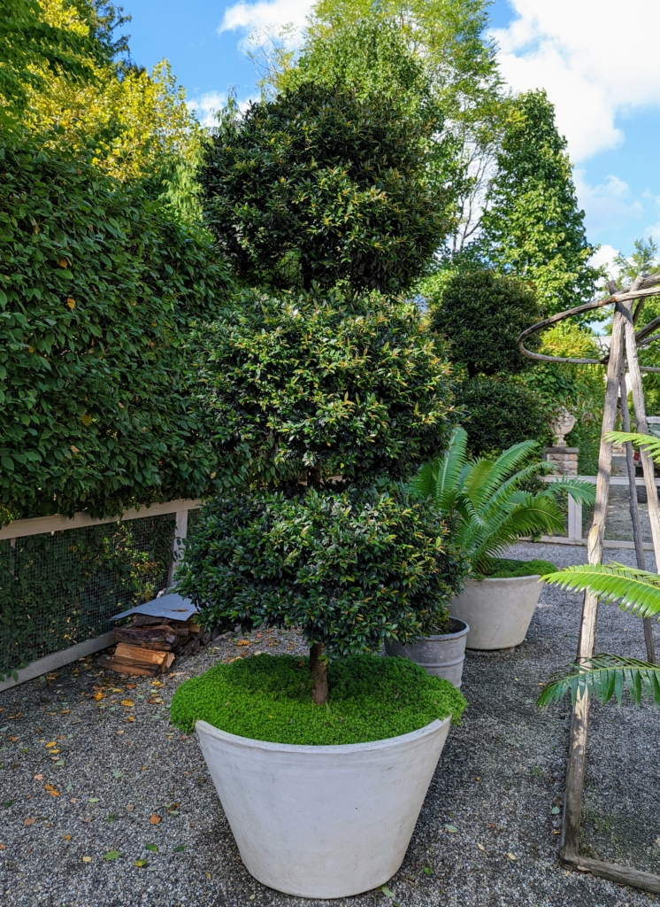 The Martha Stewart Blog : Blog Archive Grooming the Topiaries in My ...