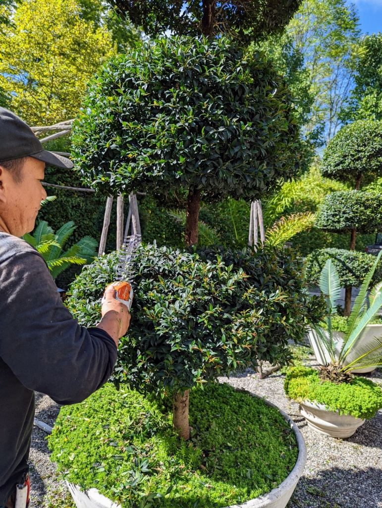 The Martha Stewart Blog : Blog Archive Grooming the Topiaries in My ...