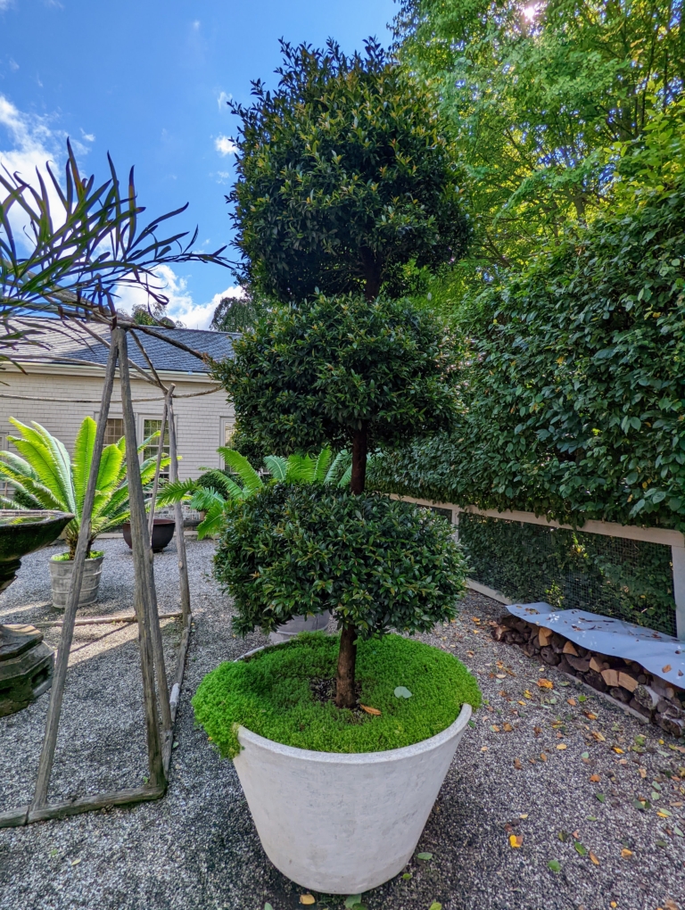 Grooming the Topiaries in My Winter House Courtyard - The Martha ...