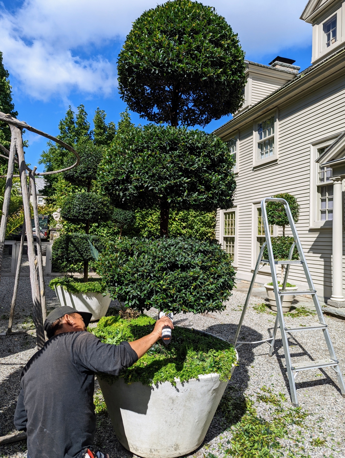 Grooming the Topiaries in My Winter House Courtyard - The Martha ...