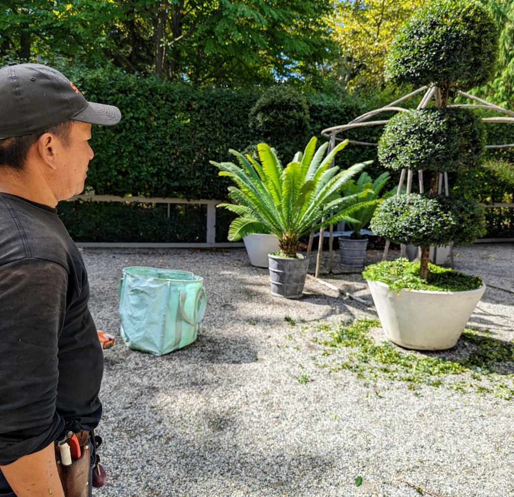 The Martha Stewart Blog : Blog Archive Grooming the Topiaries in My ...