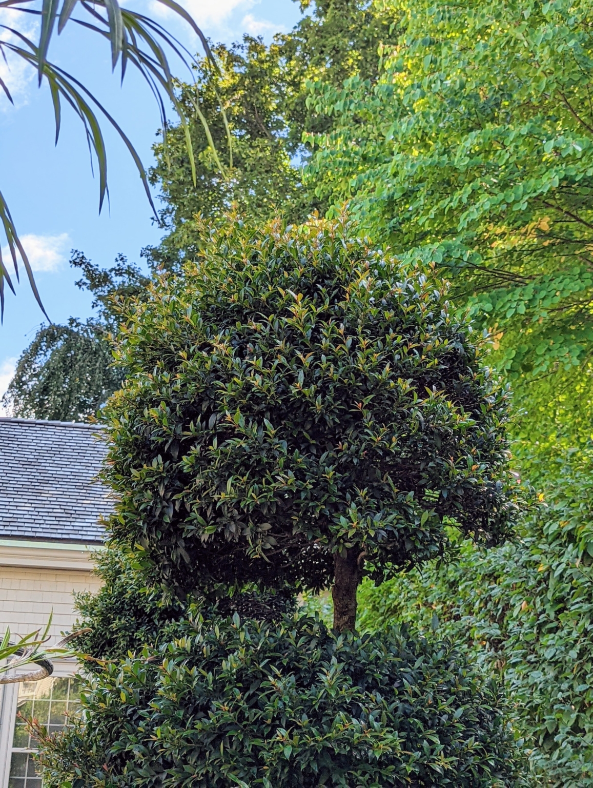 Grooming the Topiaries in My Winter House Courtyard - The Martha ...
