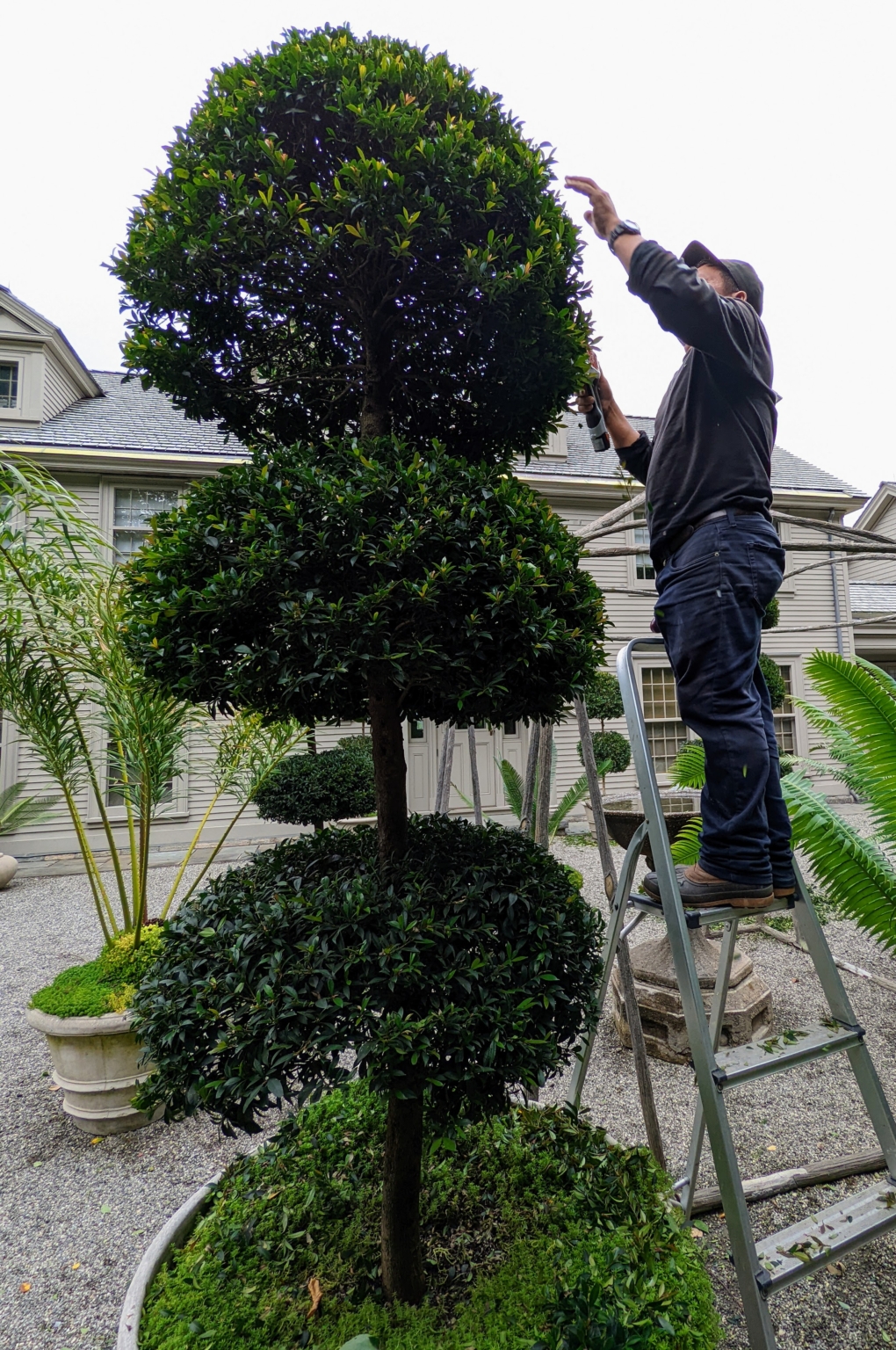 Grooming the Topiaries in My Winter House Courtyard - The Martha ...