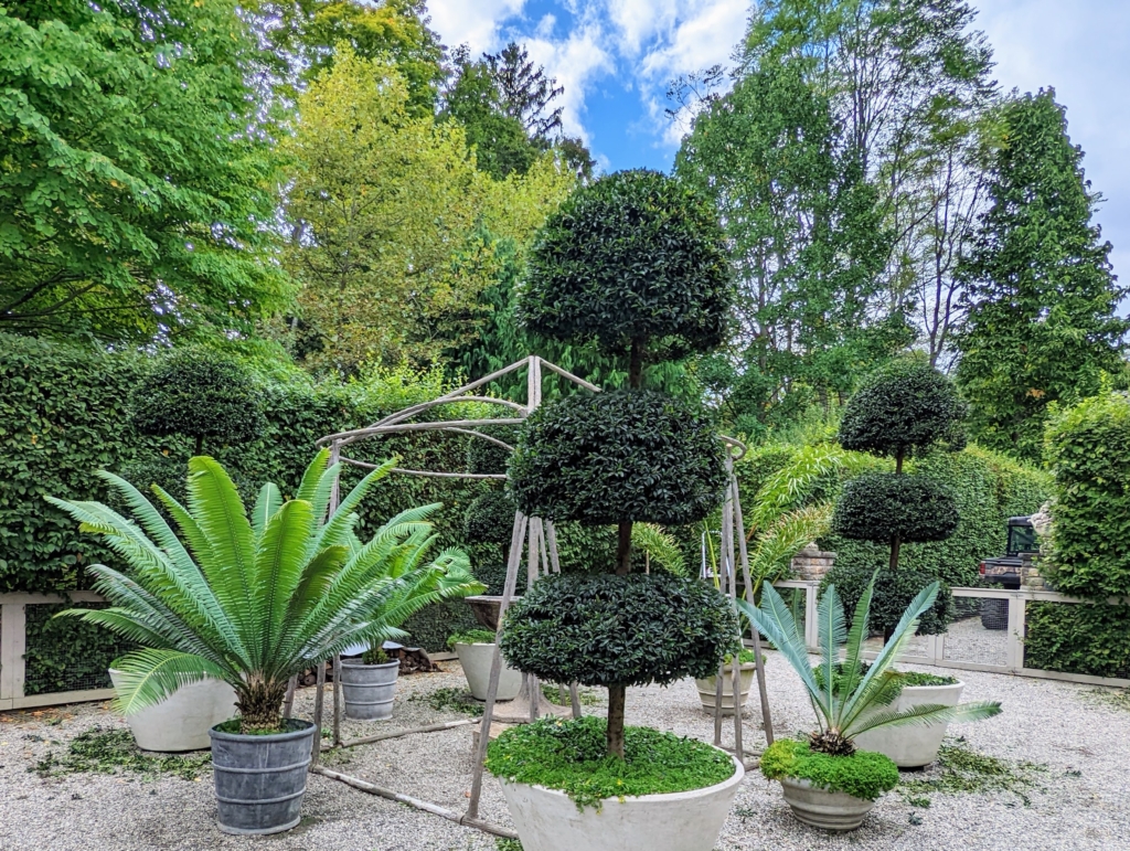 The Martha Stewart Blog : Blog Archive Grooming the Topiaries in My ...