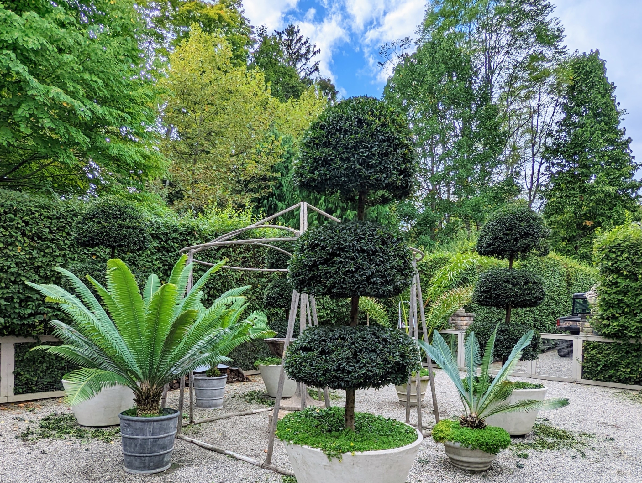 Grooming the Topiaries in My Winter House Courtyard - The Martha ...