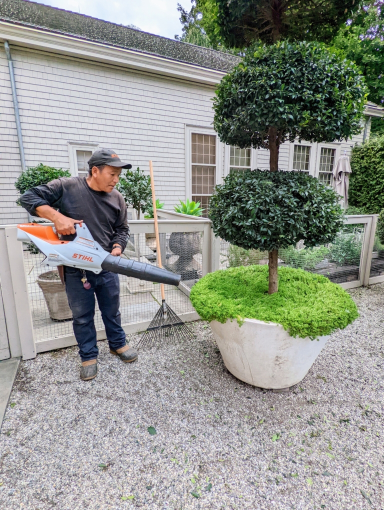 Grooming the Topiaries in My Winter House Courtyard - The Martha ...