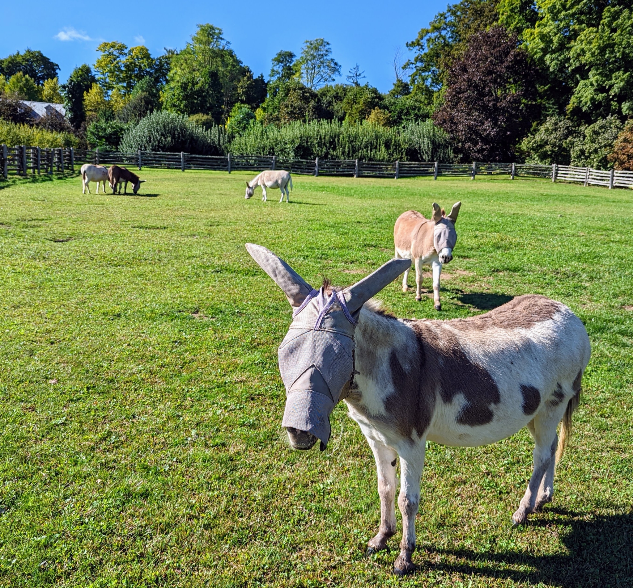 Moving the Donkey Run-In Shed - The Martha Stewart Blog