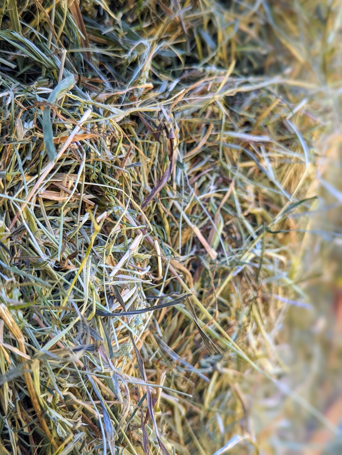 Baling Our Second Cut of Hay - The Martha Stewart Blog