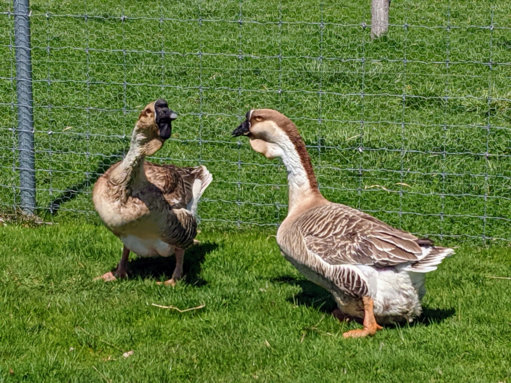 Visiting My Gaggle of Geese - The Martha Stewart Blog