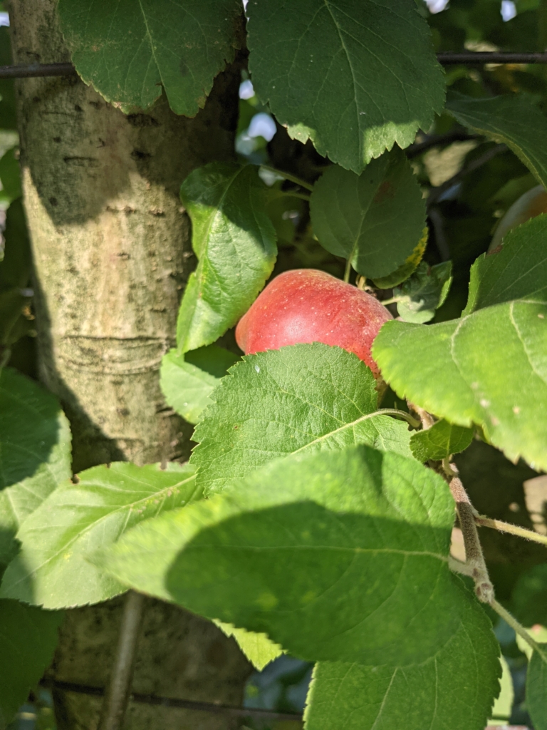 Keeping Up with the Gardens - The Martha Stewart Blog