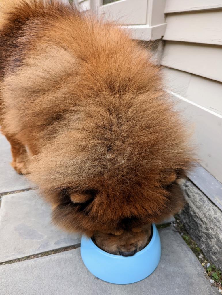 Making Delicious and Nutritious Food for My Dogs - The Martha Stewart Blog