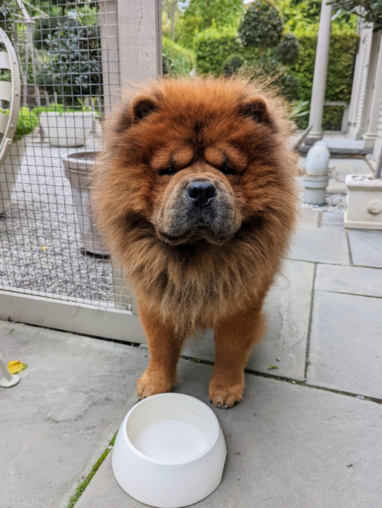 Making Delicious and Nutritious Food for My Dogs - The Martha Stewart Blog