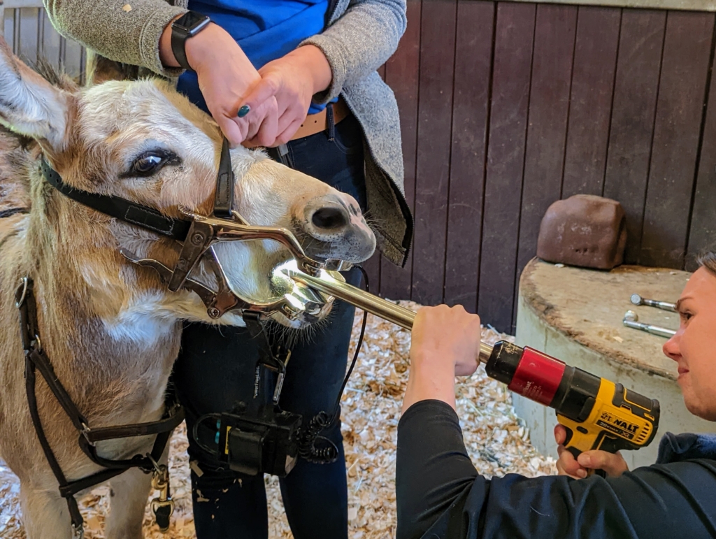 My Donkeys Get Dental Check-Ups - The Martha Stewart Blog