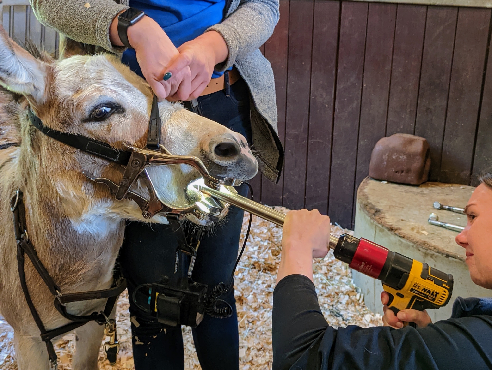 The Martha Stewart Blog : Blog Archive My Donkeys Get Dental Check-Ups ...