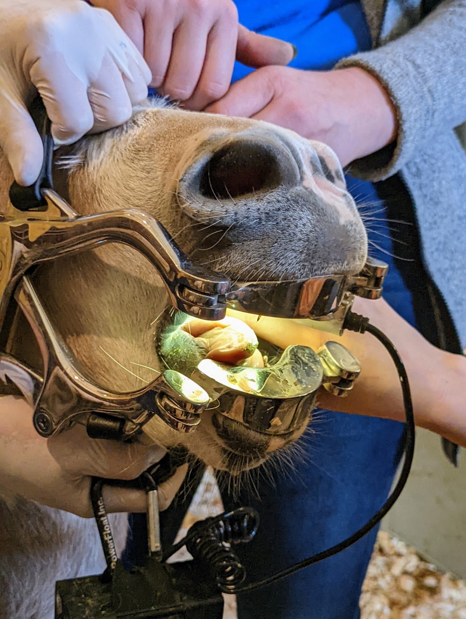 My Donkeys Get Dental Check-Ups - The Martha Stewart Blog