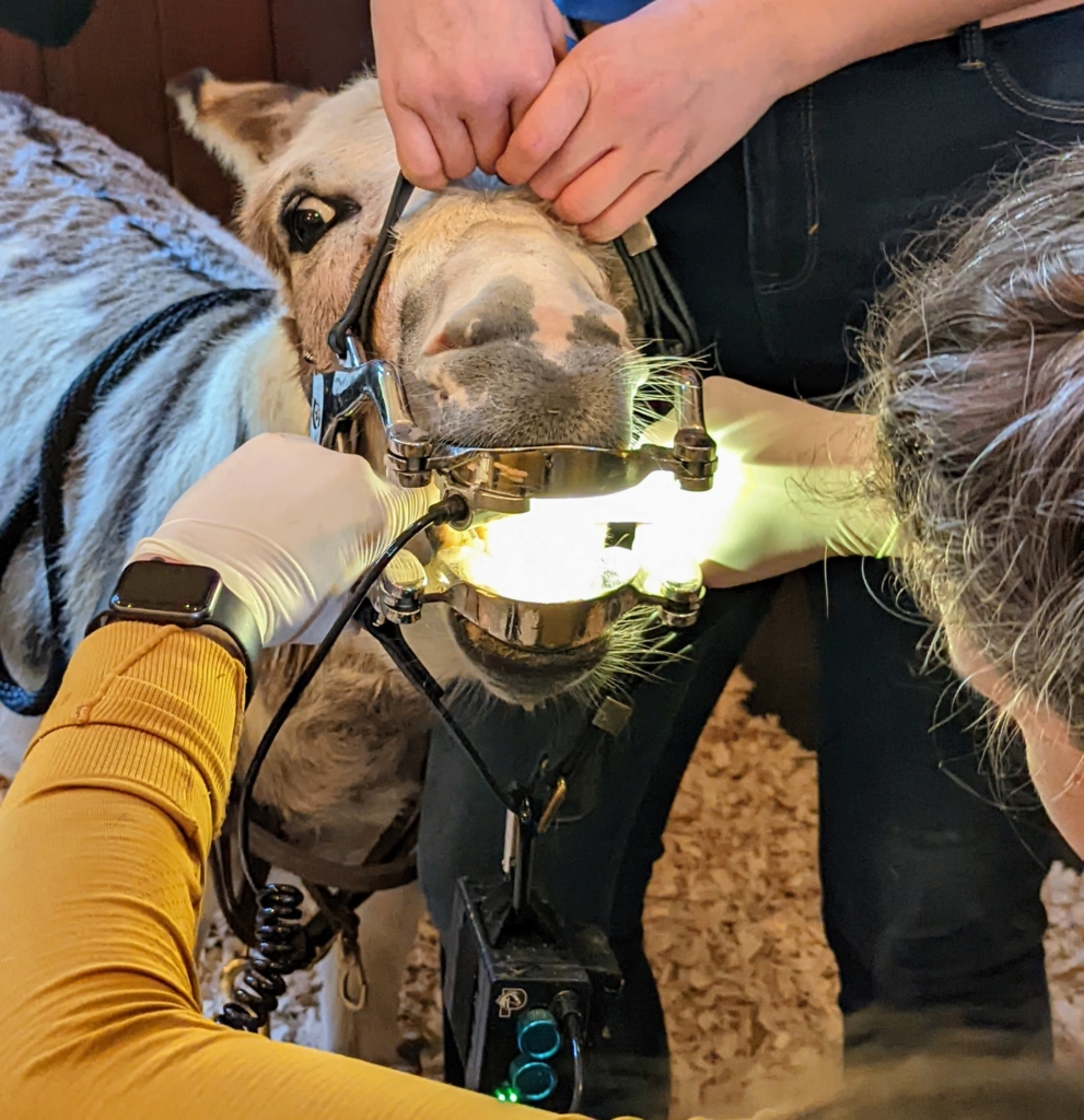 My Donkeys Get Dental Check-Ups - The Martha Stewart Blog