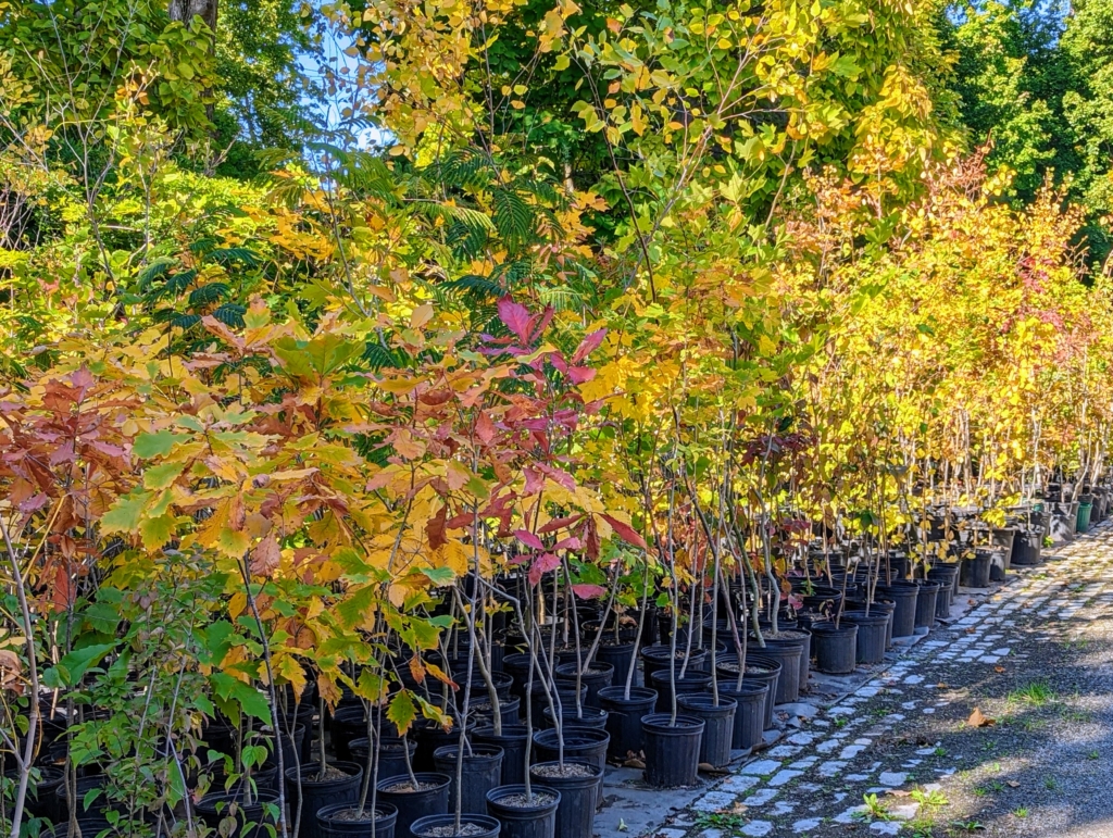 Early Autumn Colors at My Farm - The Martha Stewart Blog