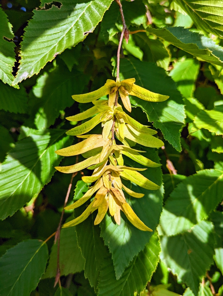 Early Autumn Colors at My Farm - The Martha Stewart Blog