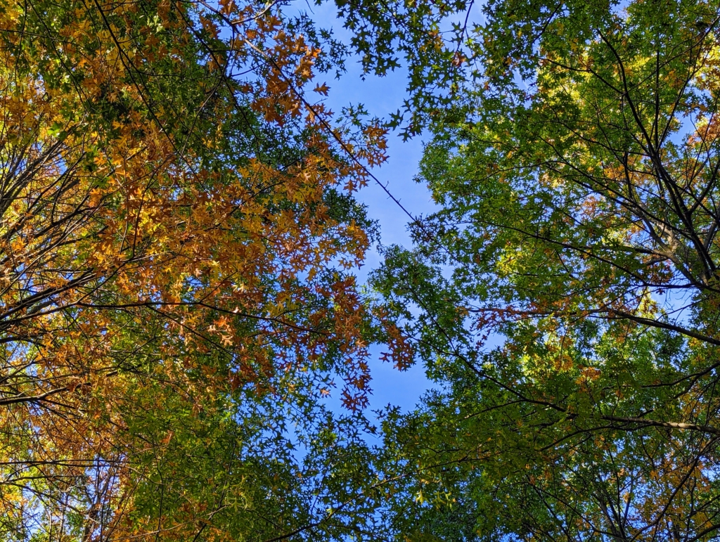 Early Autumn Colors at My Farm - The Martha Stewart Blog
