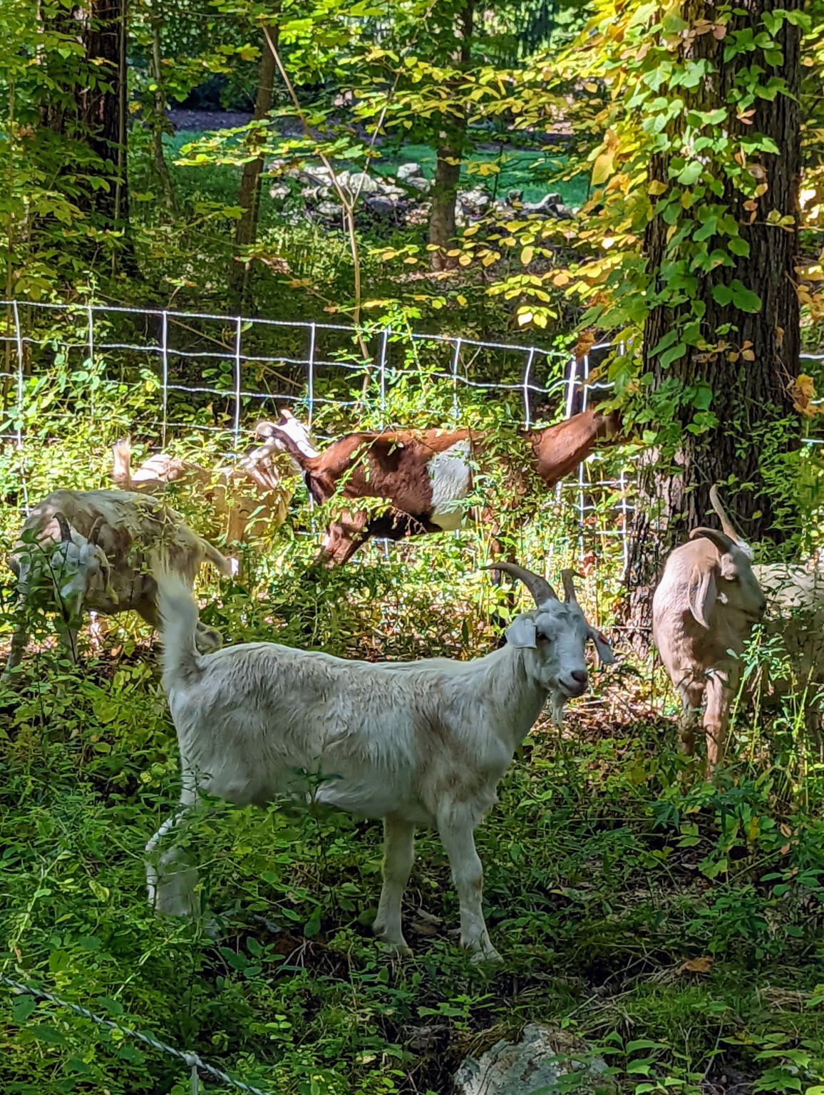The Martha Stewart Blog : Blog Archive A Visit from Fat & Sassy Goats ...